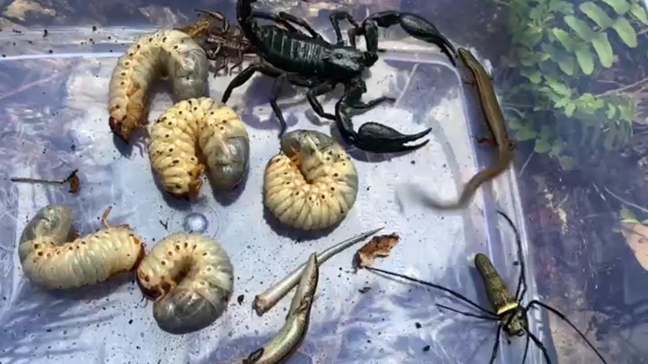 Extraordinary !!! hunting scorpions that live in holes, spiders ...
