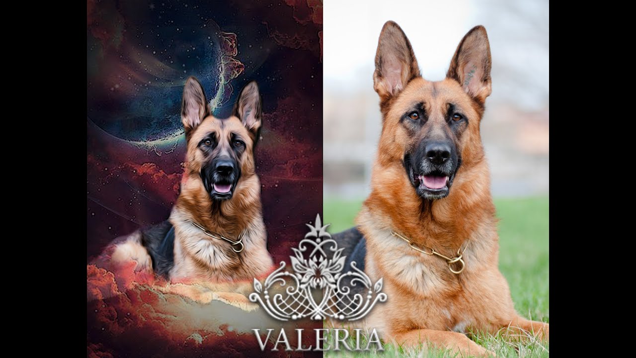 How to make a gorgeous portrait of your pet in Photoshop. - YouTube