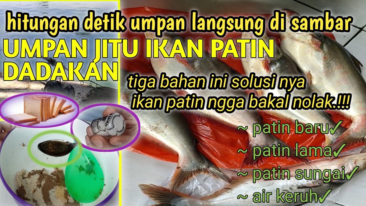 RACIKAN JITU UMPAN IKAN PATIN DADAKAN || SOLUSI UMPAN PATIN SUSAH MAKAN ...