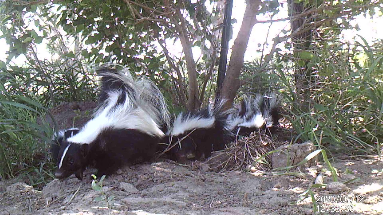 A Skunk Farm - YouTube