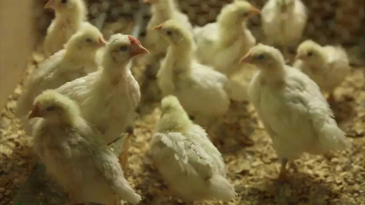 My 3 Week Old CHICKS! 1080p HD - Aquaponics - YouTube