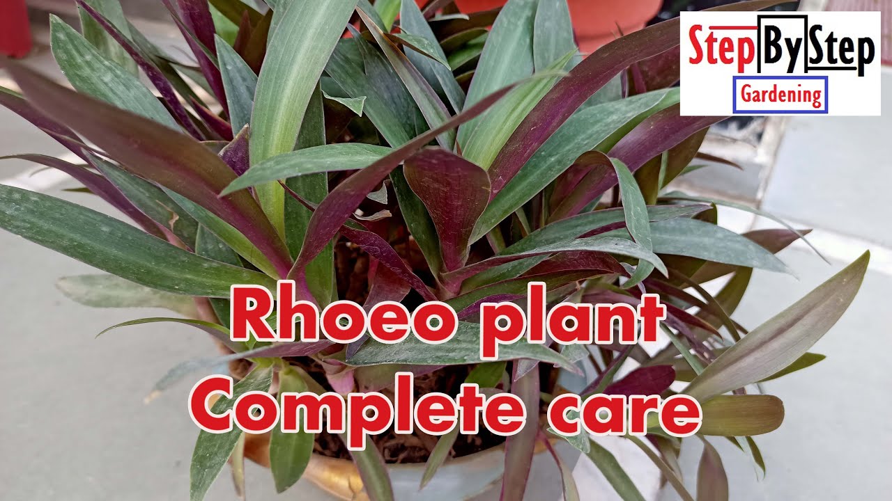 How to grow and care Rhoeo plant//Rhoeo plant Propagation - YouTube