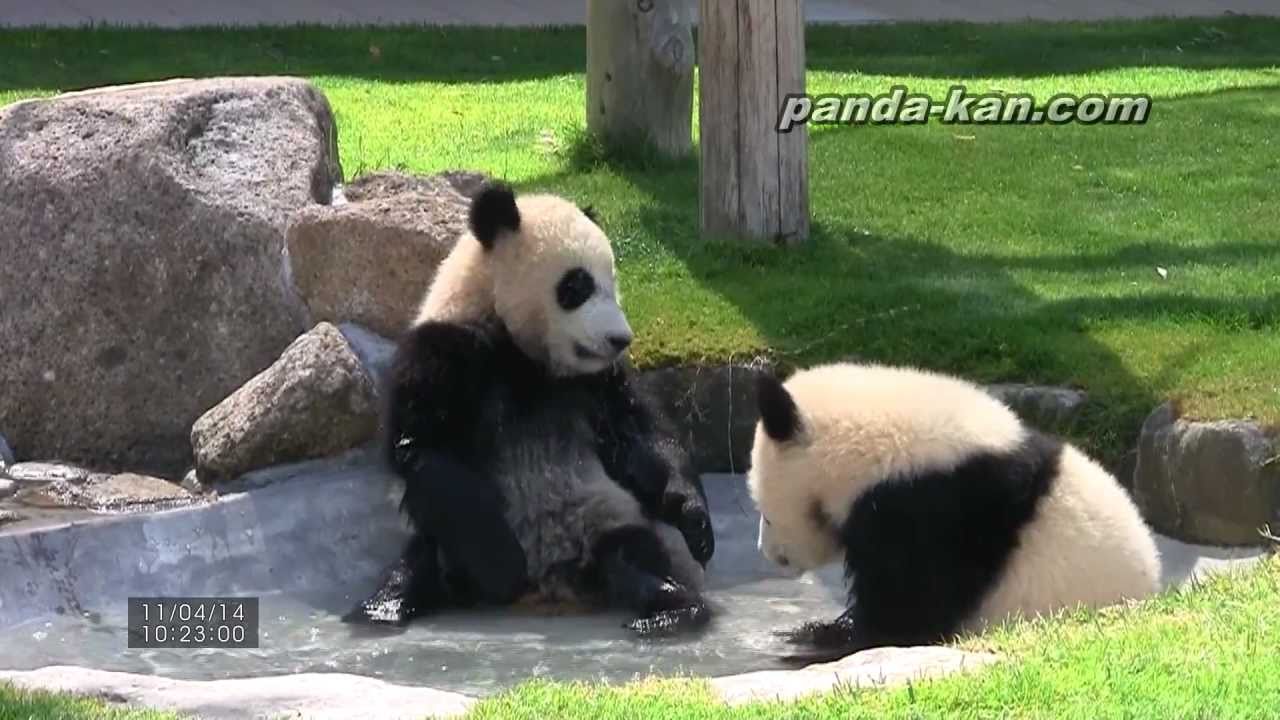 Twin baby pandas playing in the pool 2011/4/14 双子の赤ちゃんパンダの水遊び - YouTube