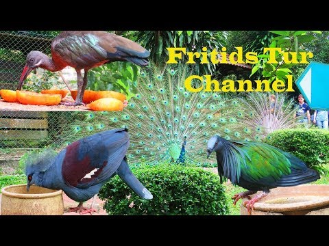 Bird Sounds - Hadeda ibis, Indian peafowl, Nicobar pigeon, Blue Сrowned ...