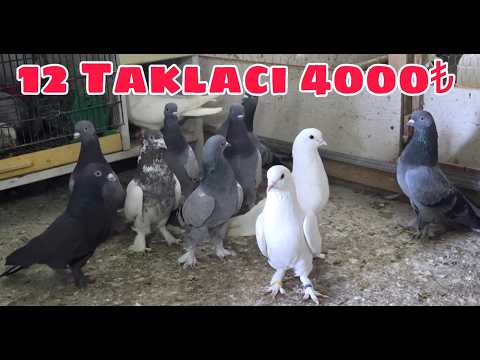 12 Taklacı 4000pey. 