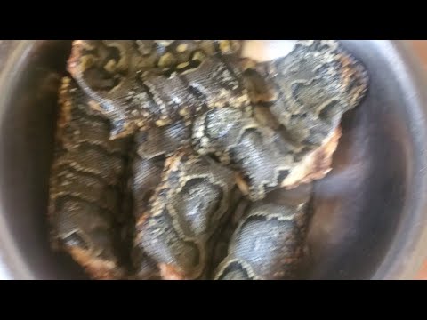 Catch & Cook Giant Pythons - YouTube