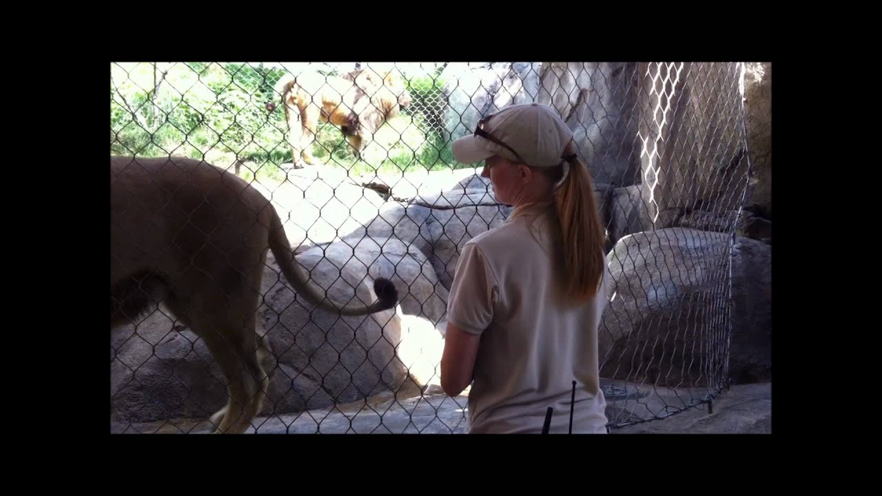 Lions Spray too.wmv - YouTube