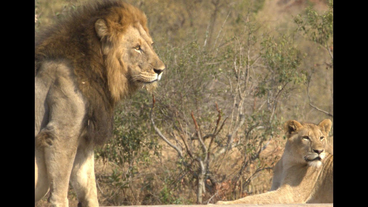 Kruger National Park: You Won’t Believe This Kruger Lion Sighting — 20 ...