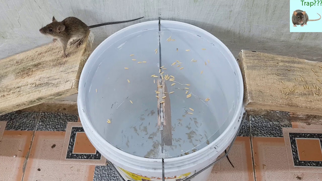 PVC Water Bottle Mouse Trap/DIY Make A Mouse Trap Homemade/How Mouse ...