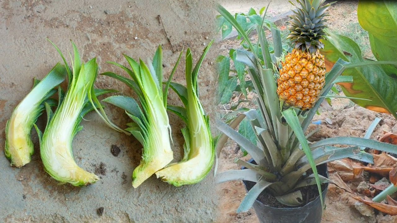 How to multiply a pineapple crown/top | Detailed method🍍 - YouTube