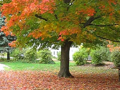 1 - Lexington MA Foliage Autumn Tree Falling leaves 10/15/2013 New ...