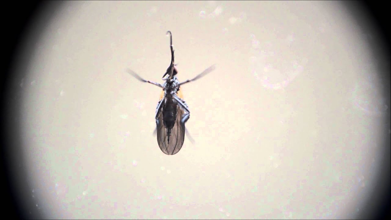 Clapping Insect - YouTube