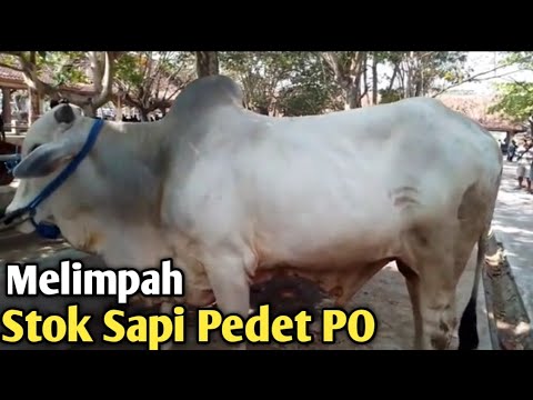 Sapi Po siap di antar kemanapun - YouTube