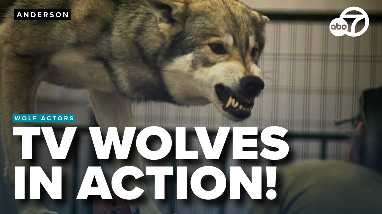Wolves from Yellowstone TV show at the NorCal Sports Show in Anderson ...