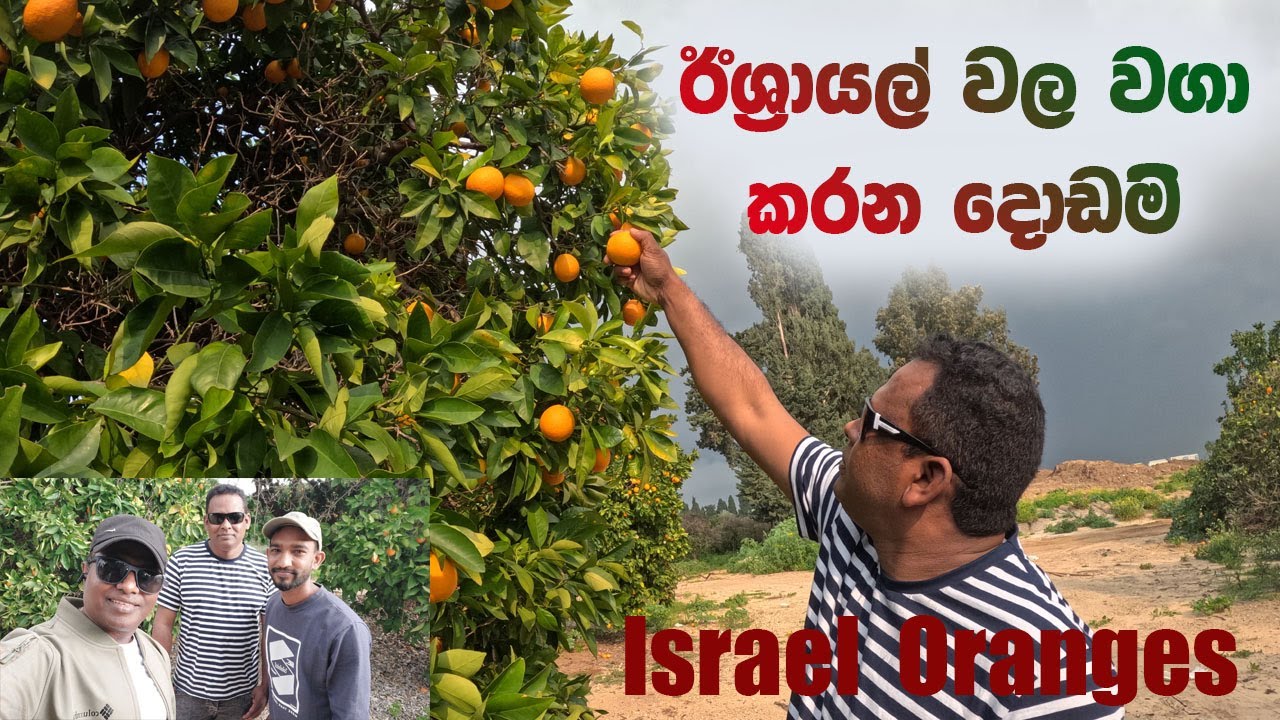 Israel Oranges ඊශ්‍රායල් වල වැවෙින දොඩමි - YouTube