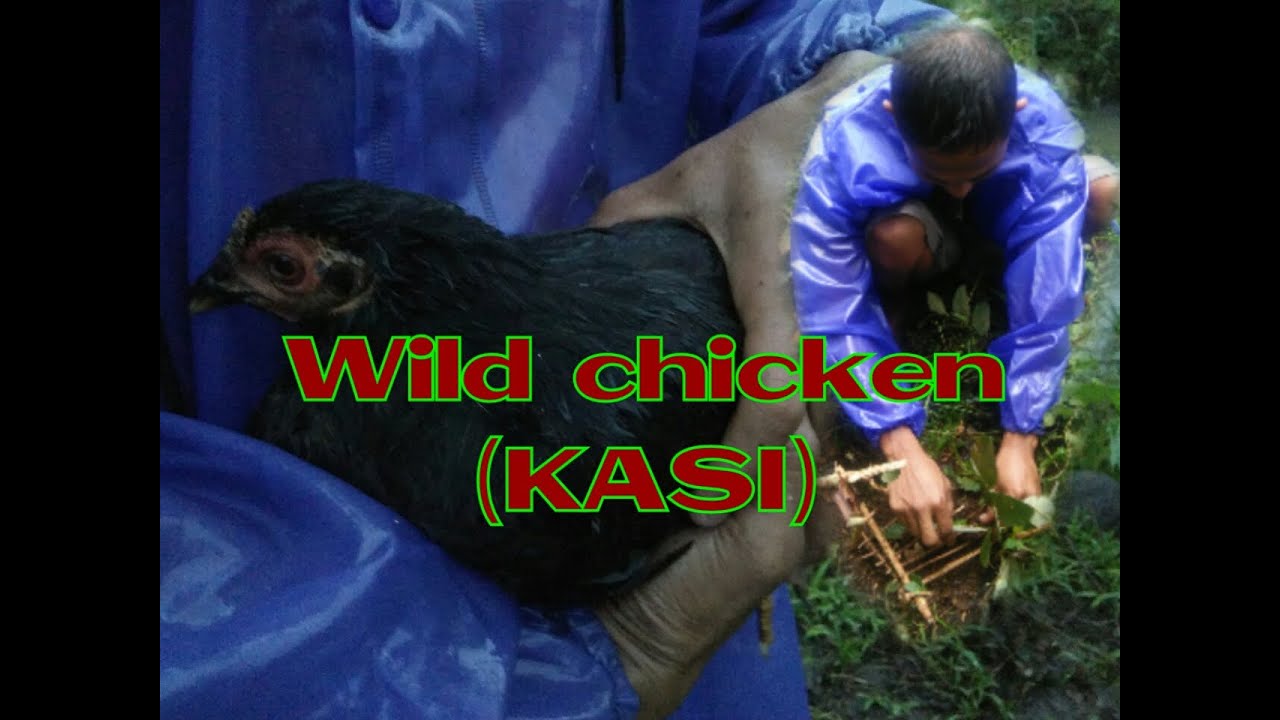 wild chicken trap (kasi) - YouTube