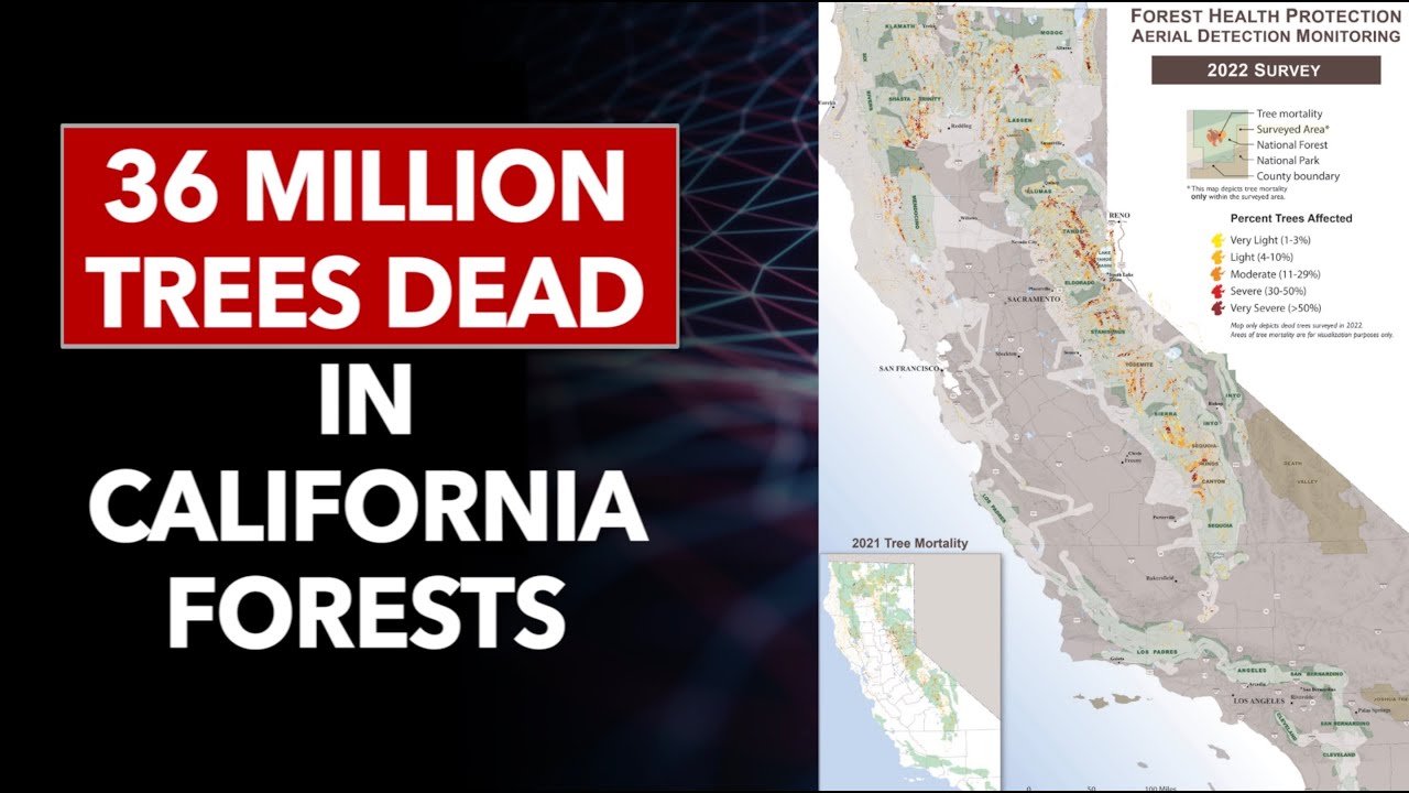 36 Million Trees Dead in California Forests - YouTube