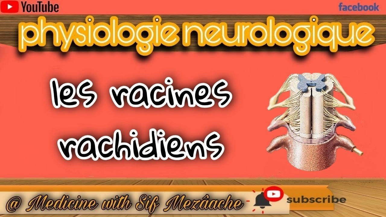 2/ Physiologie des Racines Rachidiennes | Physiologie 2ème MED - YouTube