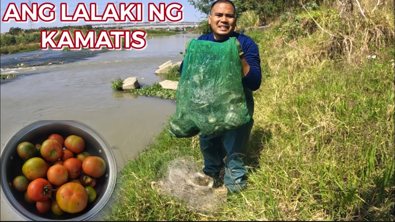 Nakajackpot nanaman kami sa ilog ng taiwan+ang daming kamatis sa ...