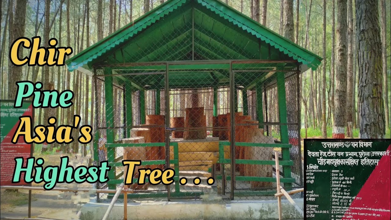 Chir Pine || Asia's Highest Tree || चीड़ महावृक्ष समाधि 🪵🪵 || Mori ...