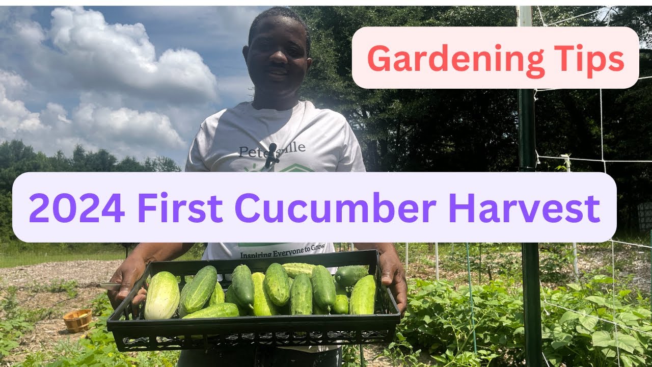 June Harvest | Cucumbers - YouTube