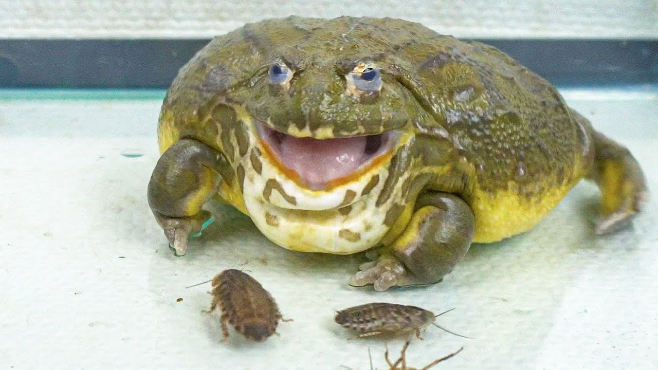African Bullfrog Eats Dubia Roaches! Warning Live Feeding - YouTube