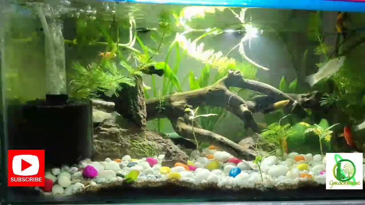 Fish Aquarium 🐠🐟IRL live.. 💚 - YouTube