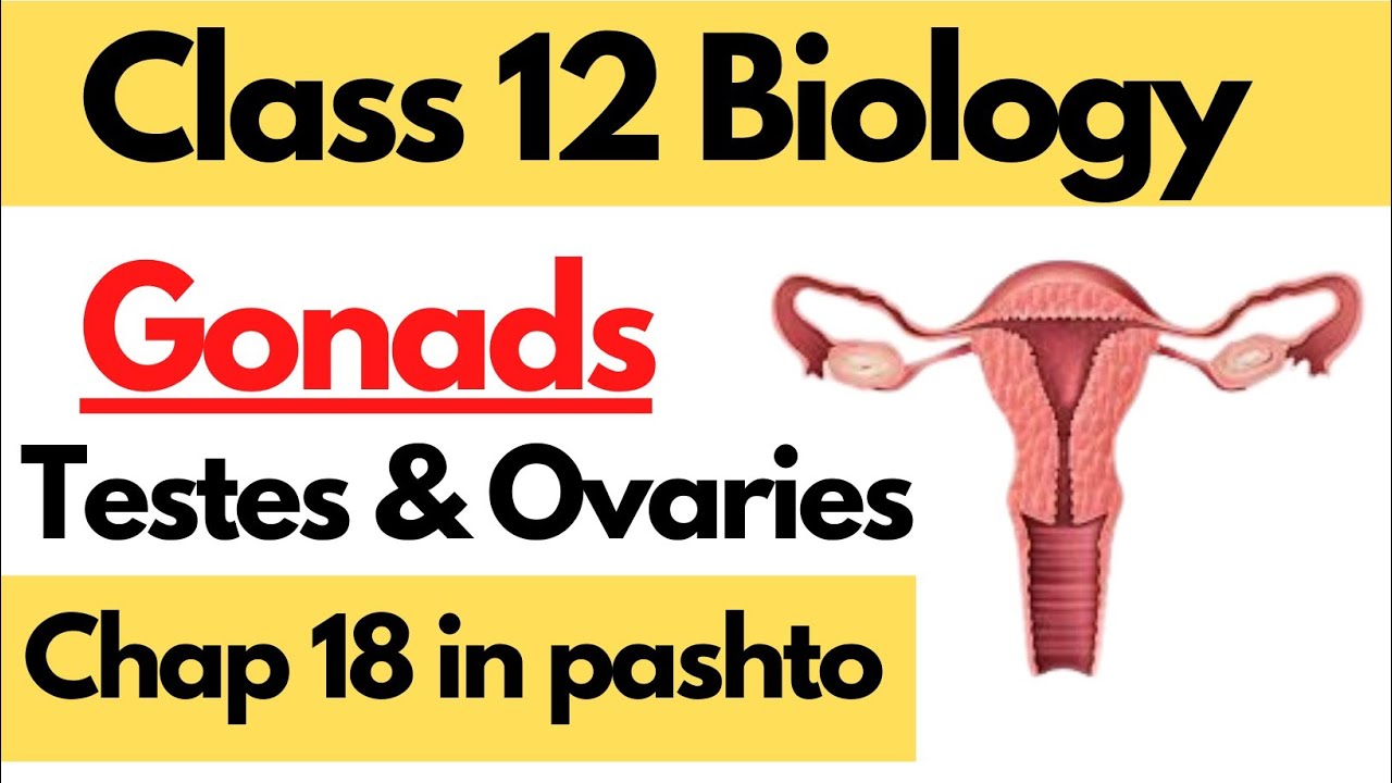 Gonads and its hormones || Testes and Ovaries || FSC 2nd year biology ...