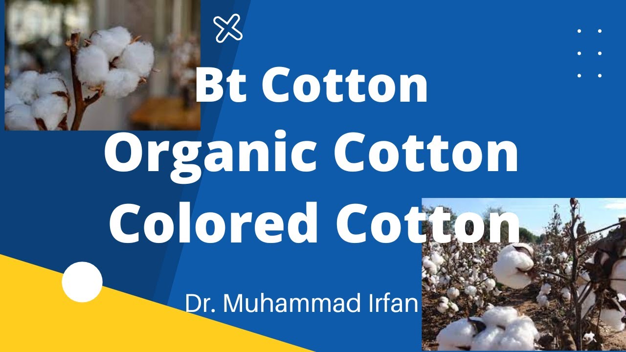 Bt Cotton, Organic Cotton and Colored Cotton - YouTube