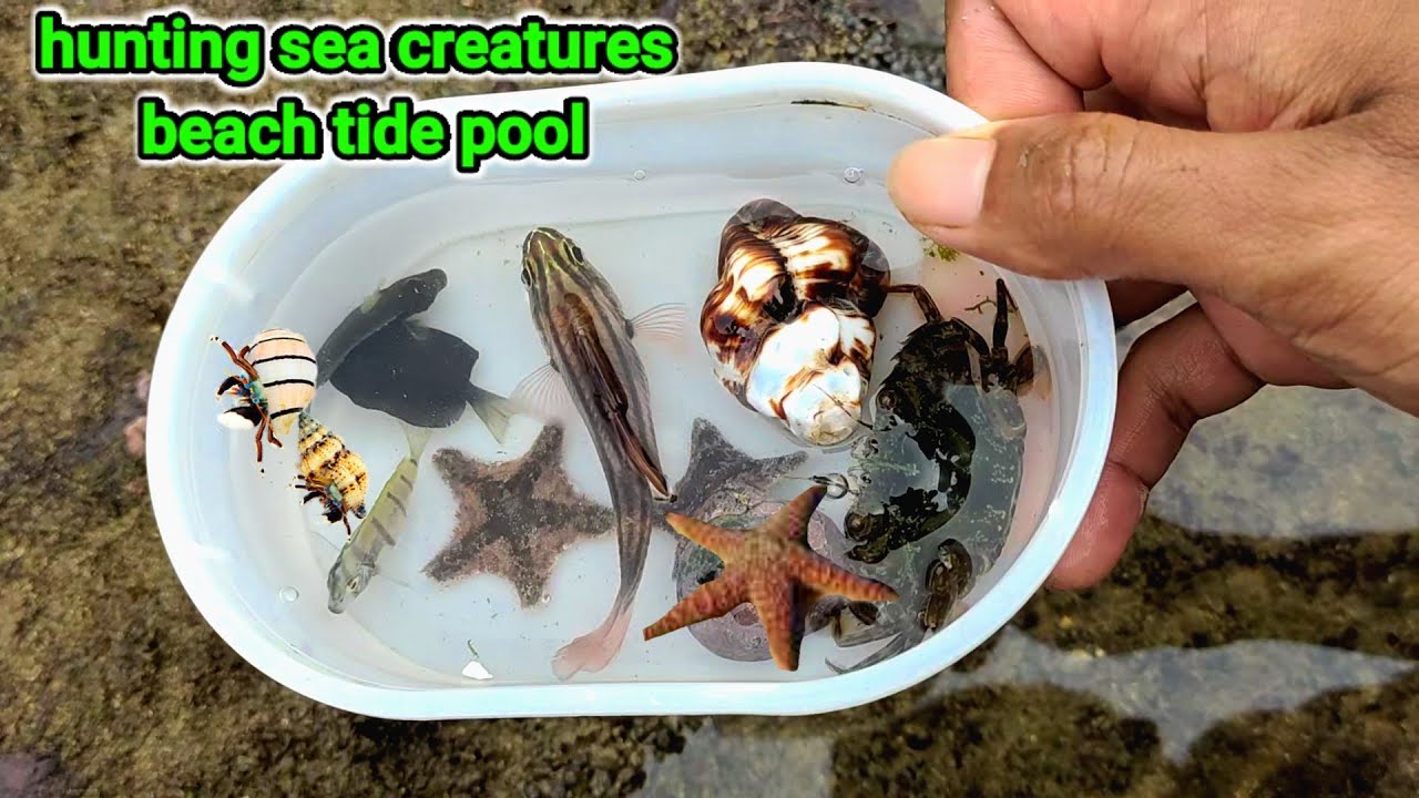 hunt sea creatures on tide pool beach - YouTube