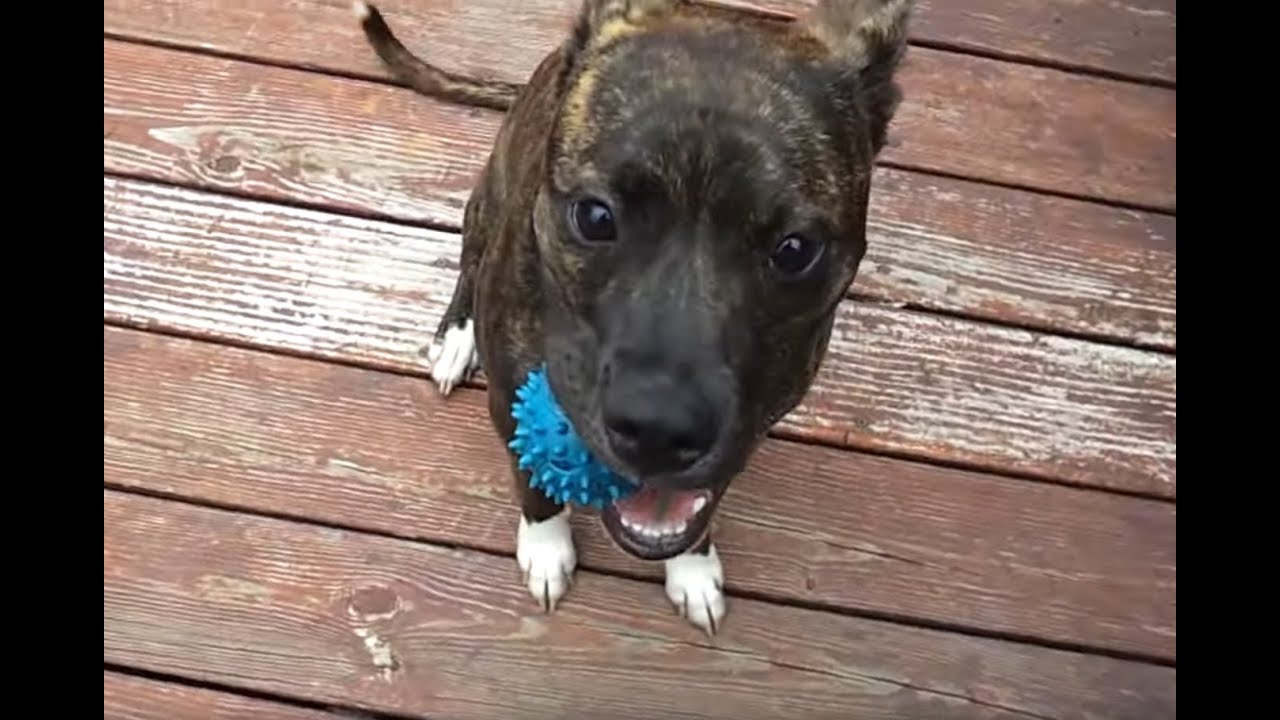 Pitbull zoomies - YouTube