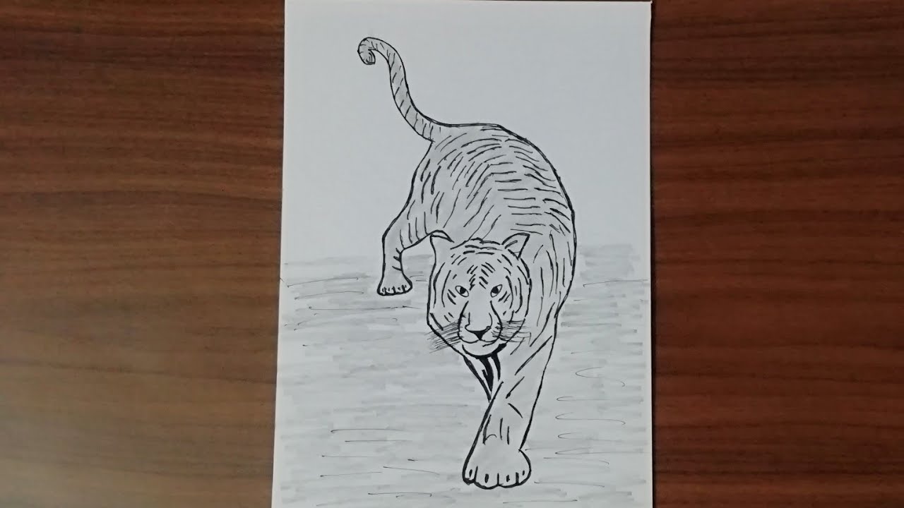 How to draw a Tiger // Tiger drawing easy #tigerdrawing - YouTube