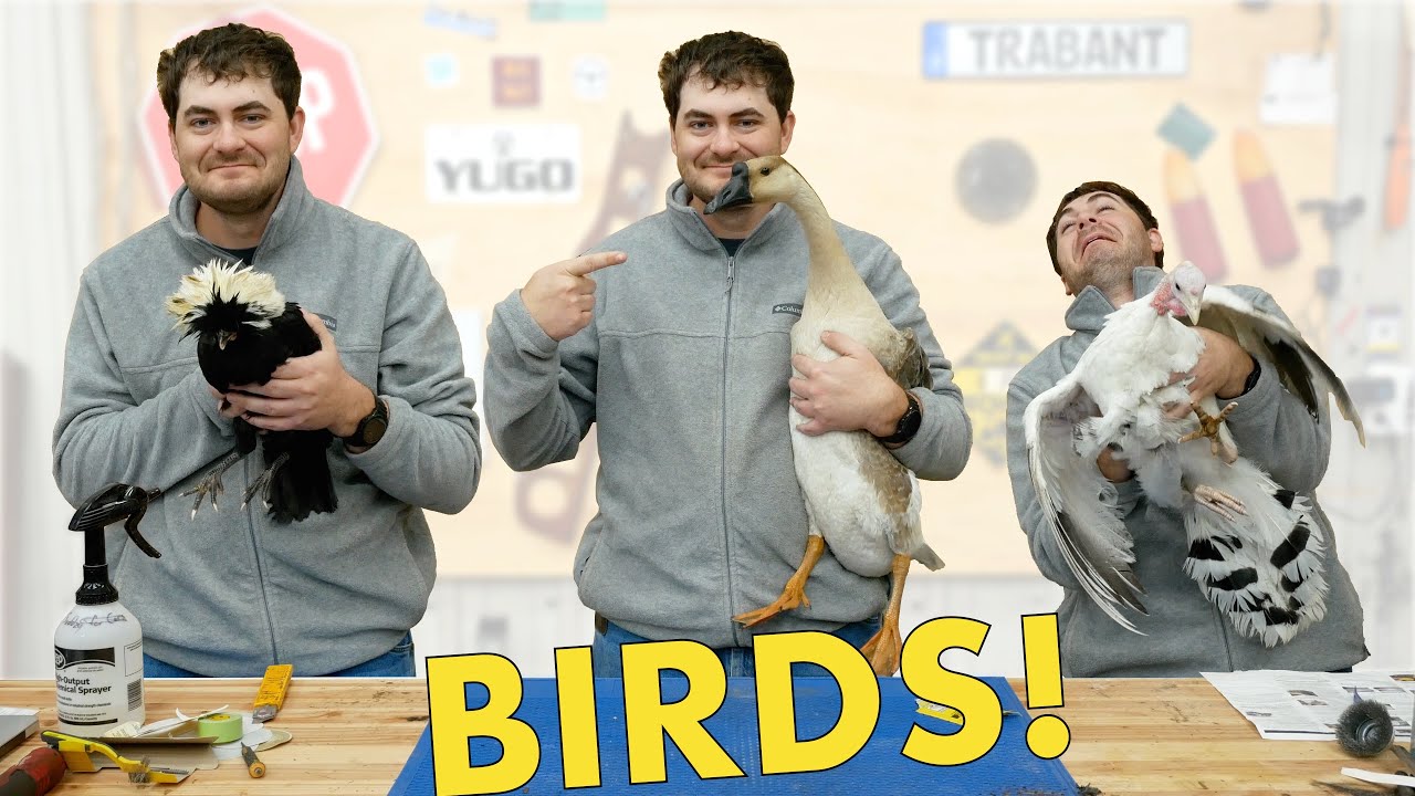 The Aging Wheels Bird Video - YouTube