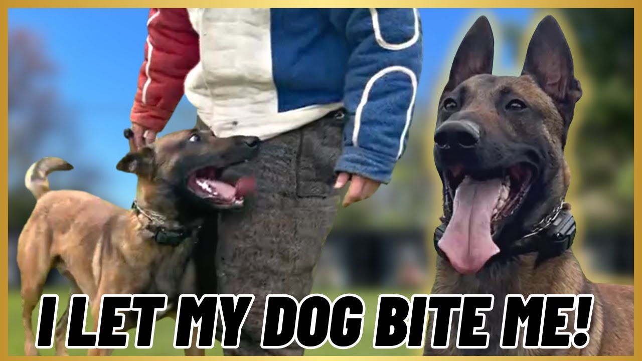 Belgian Malinois Bite Work