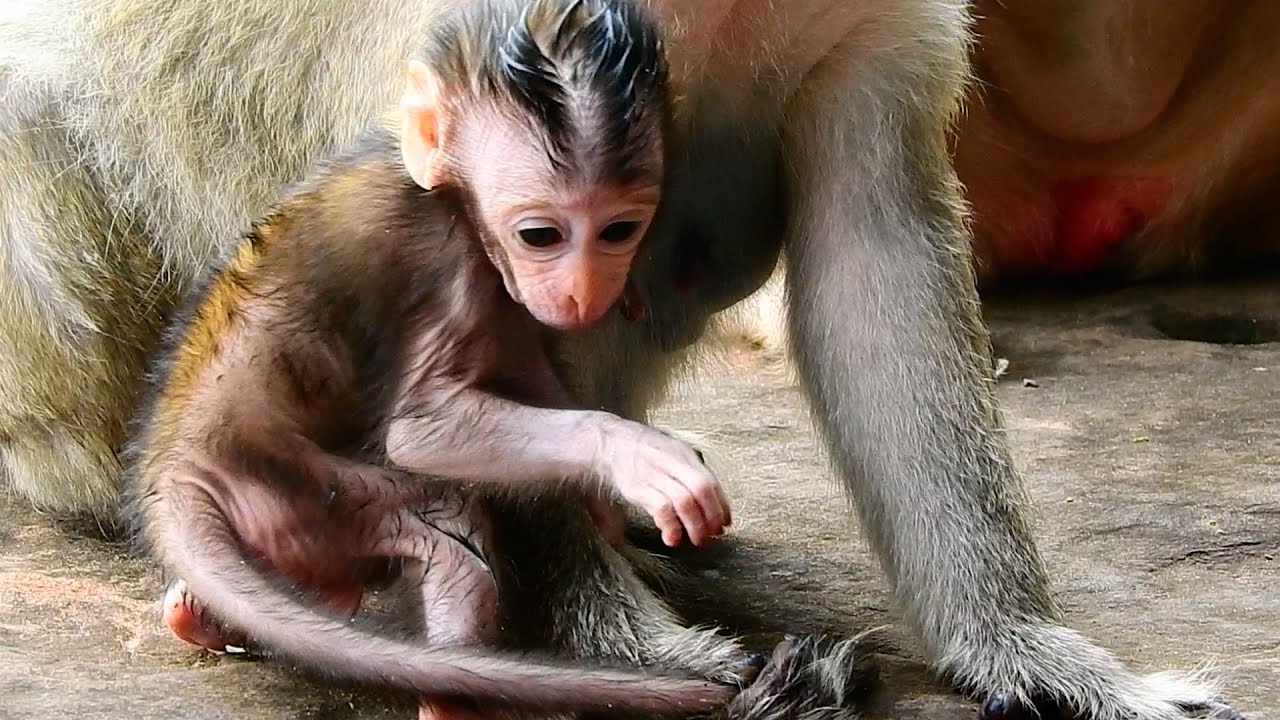 Baby monkeys trying drink soy milk - YouTube