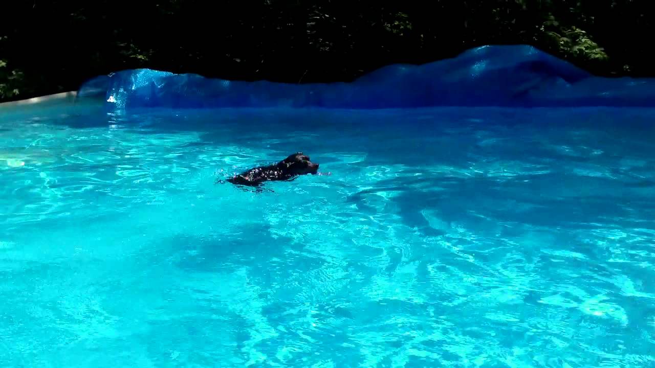 bailey swimming - YouTube