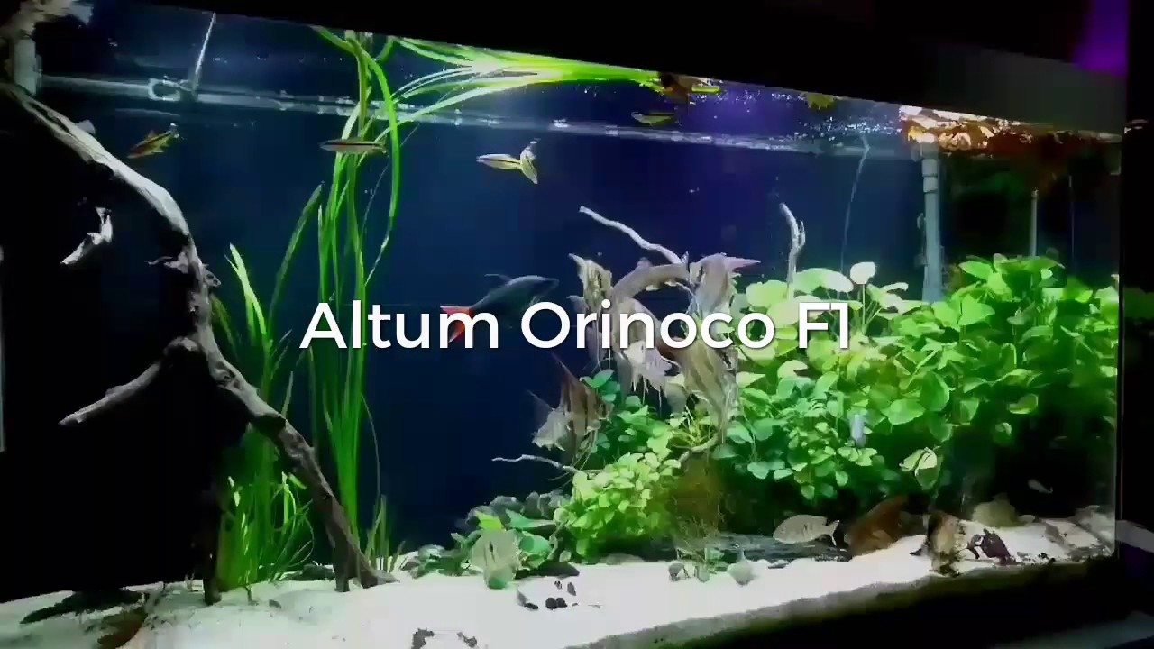 Altum Orinoco F1 - YouTube