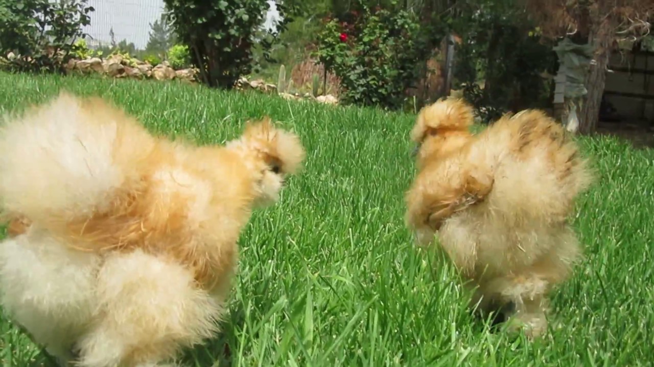 Two juvenile buff silkie chickens - YouTube