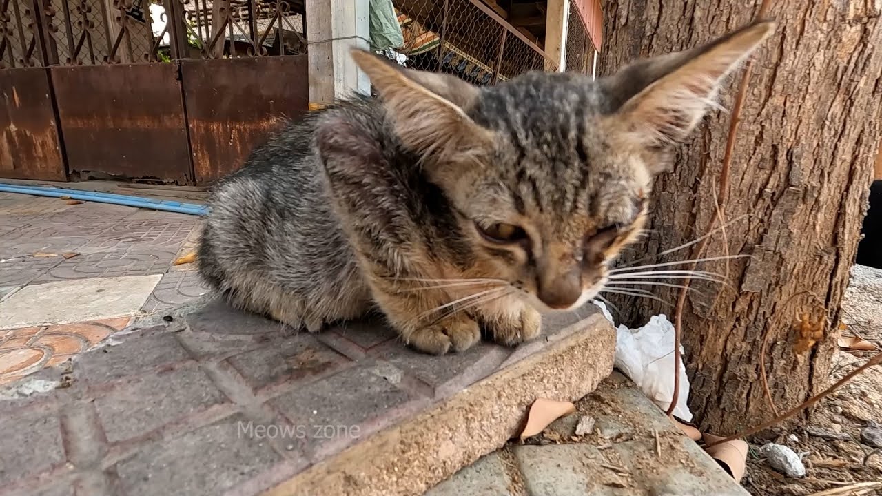 Poor Kittens look so hungry and so low power Stray kittens | #Meowszone ...