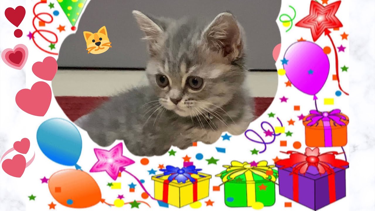 #qqcatdiary#cattus#conmèo#猫#cat This is Mr. QQ cat, and its family, the ...