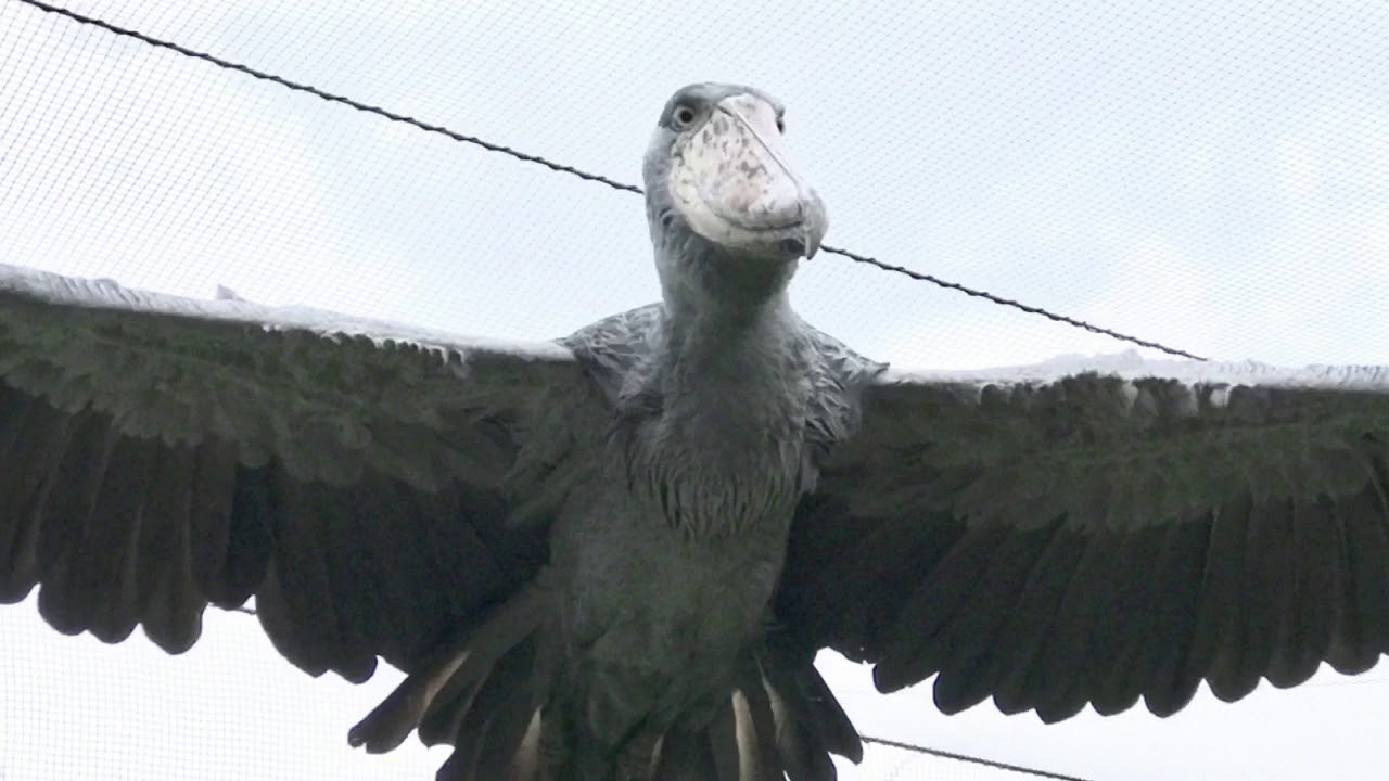 Shoebill flying - YouTube