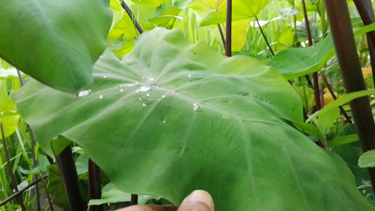 tanaman.daun.talas.sente.mp4 - YouTube