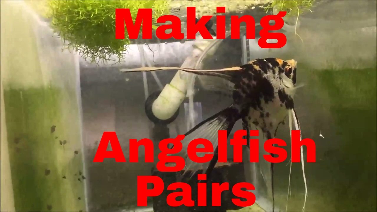 Angelfish Pairs Endler livebearers Greed Cobra Endler - YouTube