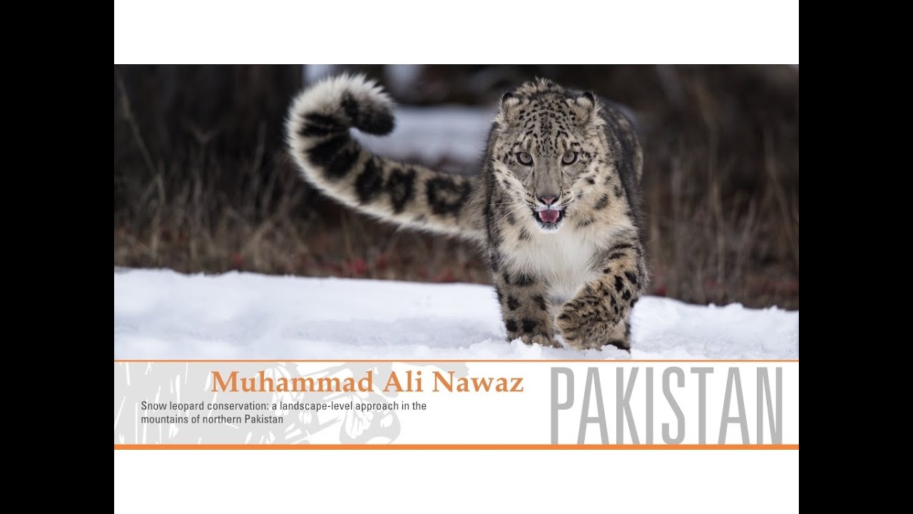 Muhammad Ali Nawaz, Pakistan – Whitley Awards 2016 - YouTube