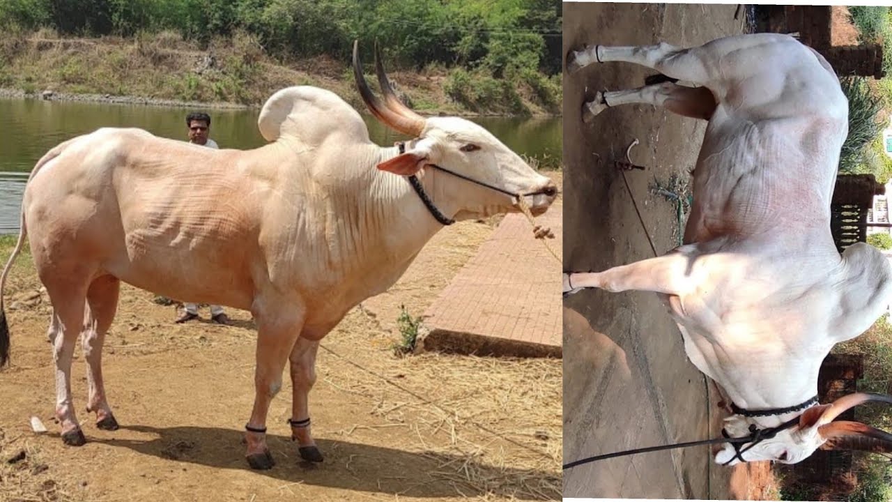 superrr Active bull's //9347283199 //Govindu - YouTube