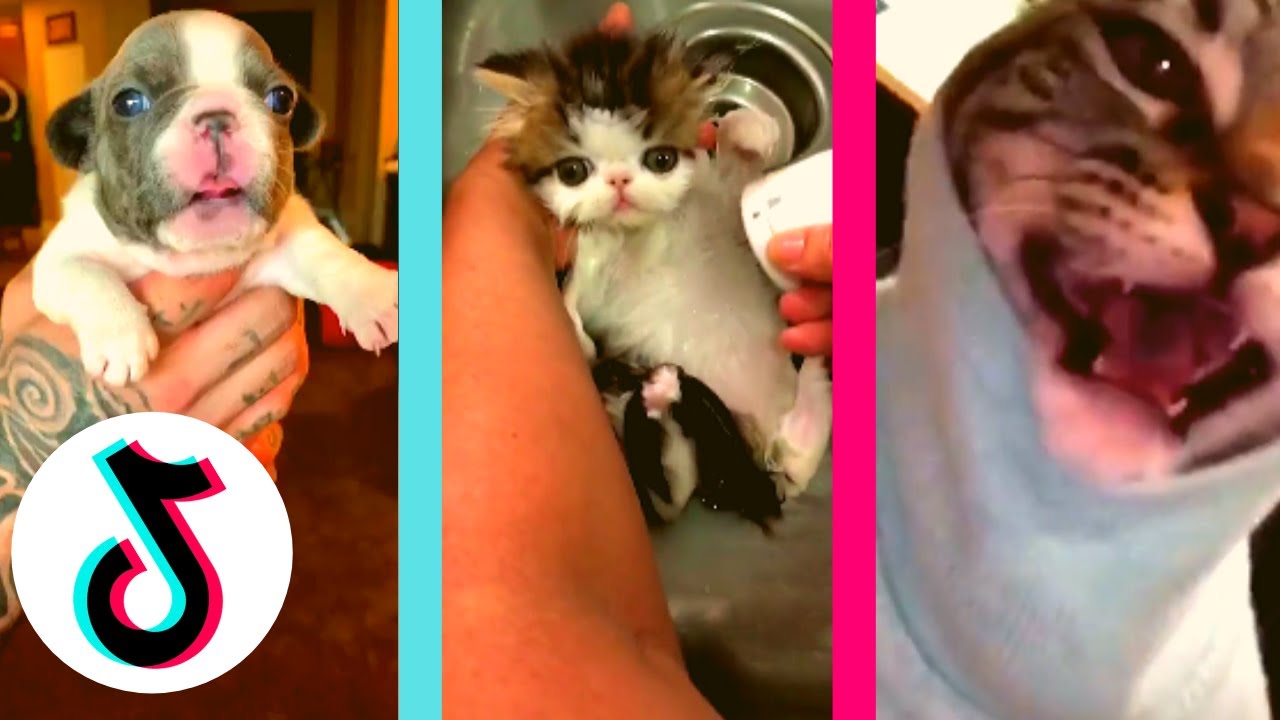 New Funny Cute Animals Tik Tok Videos 2020 | Animals Tik Tok 2020_Rok ...