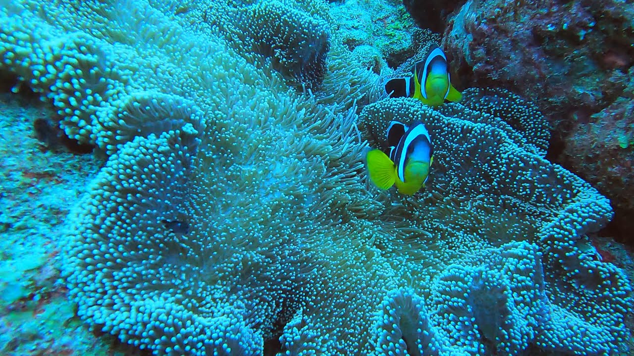 Gunner’s Quoin, Mauritius (4K) - YouTube