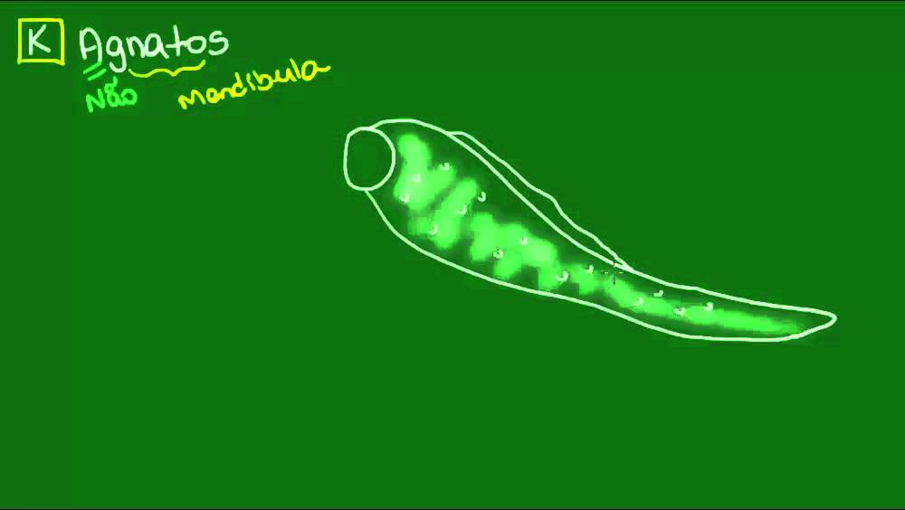 Agnatos - Vertebrados - Biologia - YouTube