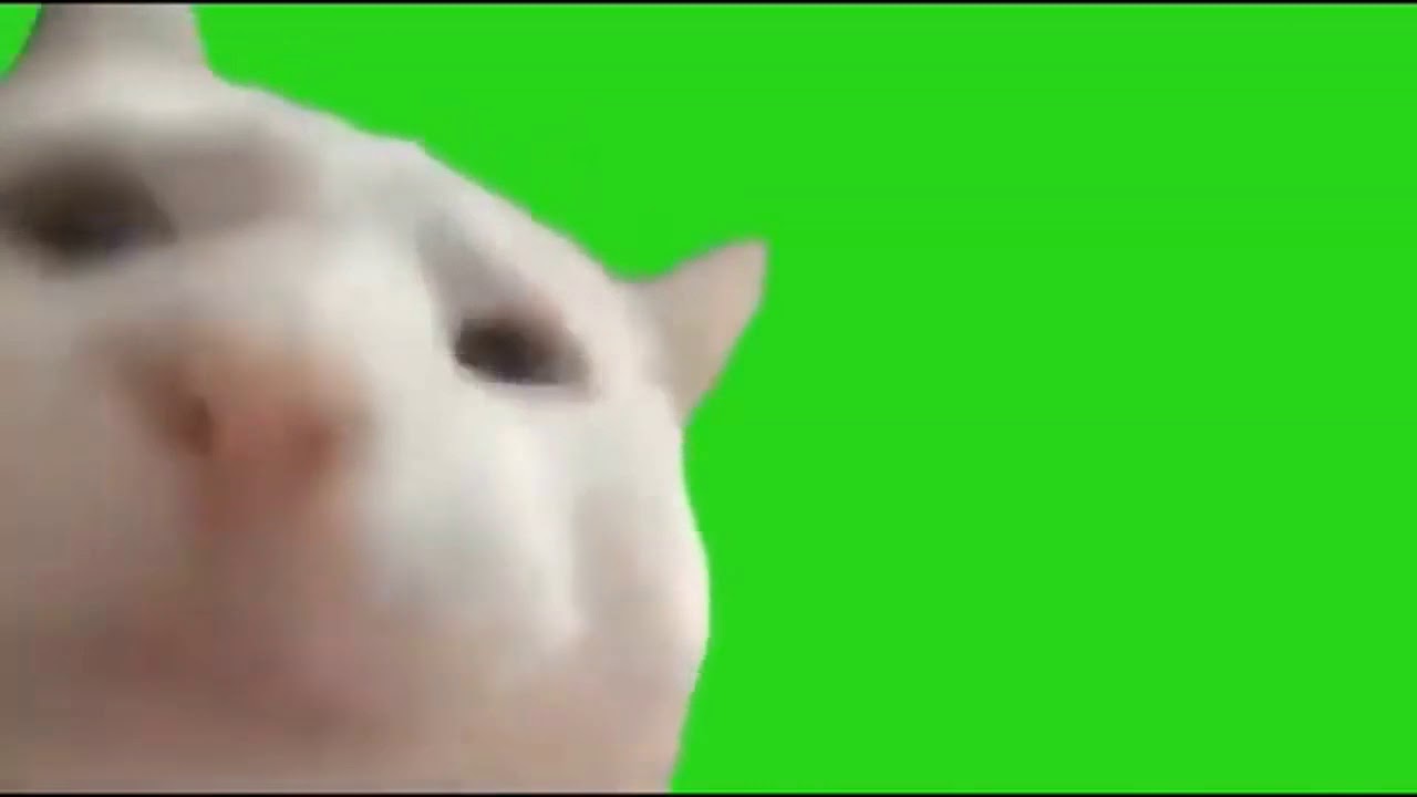Cat Vibing for 1 hour straight (vibe cat greenscreen) - YouTube