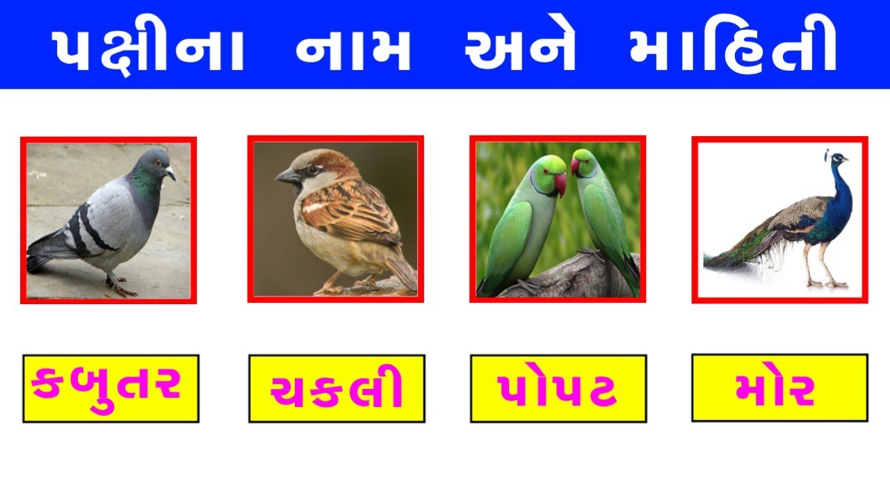 પક્ષીઓના નામ અને અવાજ વગેરે માહિતી।Birds Name And Sound। Birds Name In ...